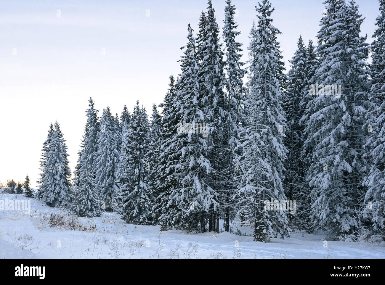 the fir-trees covered with fluffy snow Stock Photo - Alamy