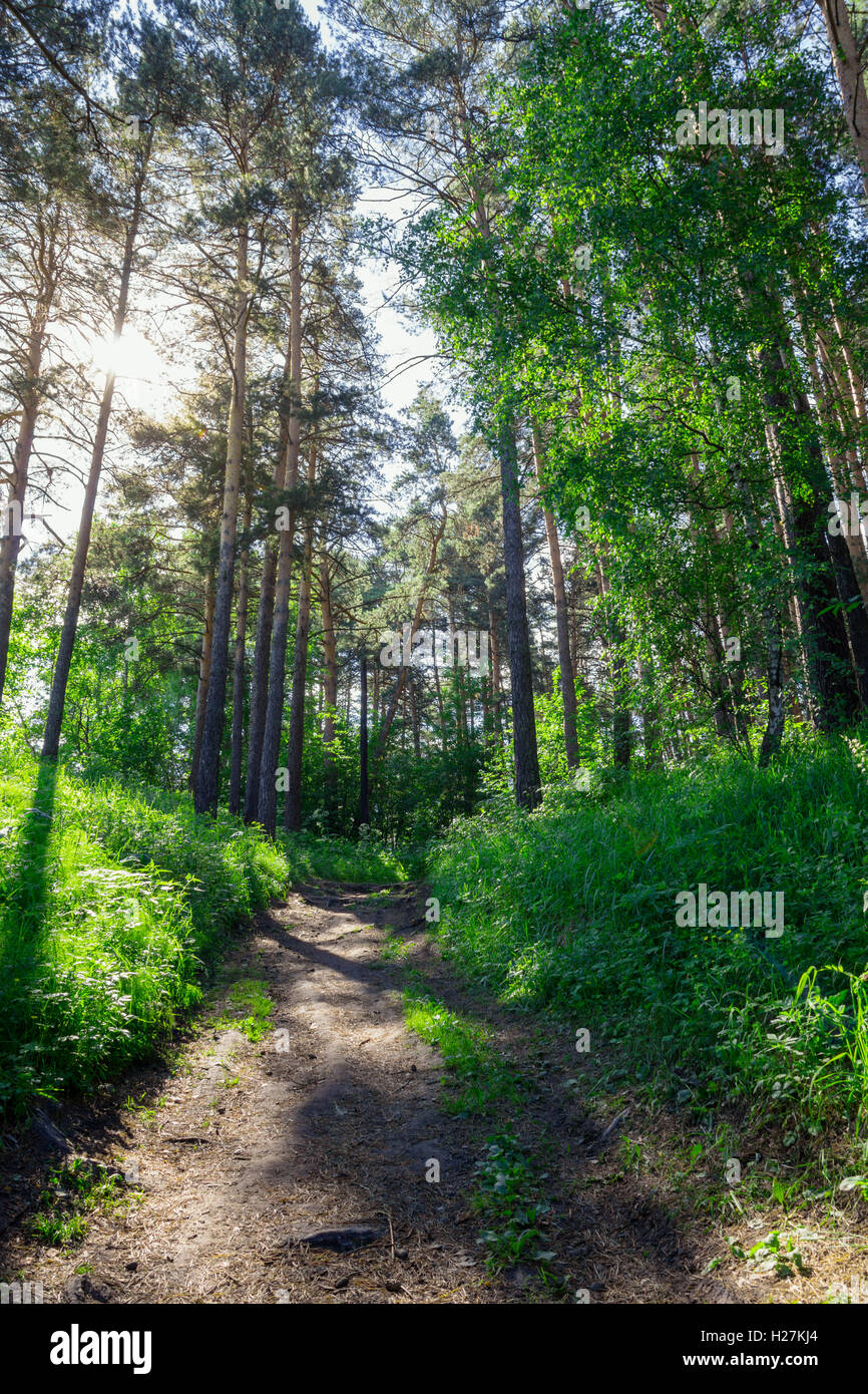 Pathway through beautiful forest with different trees Stock Photo - Alamy