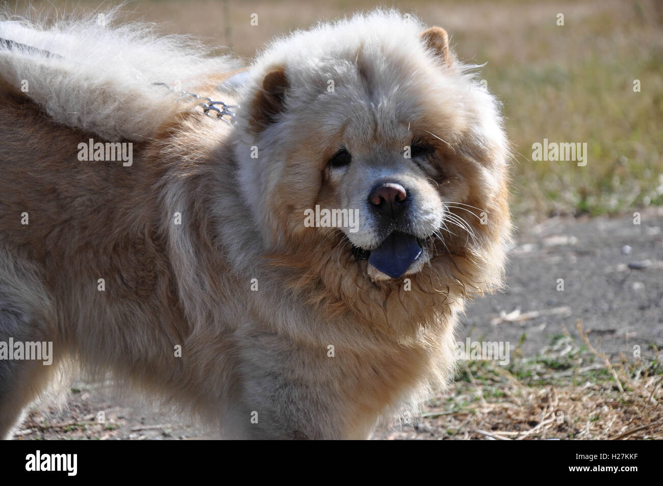 Dog breed Chow-Chow on a walk in autumn Stock Photo - Alamy