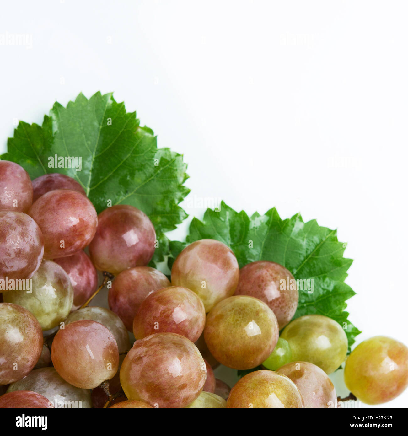 fresh juicy large grapes Stock Photo - Alamy