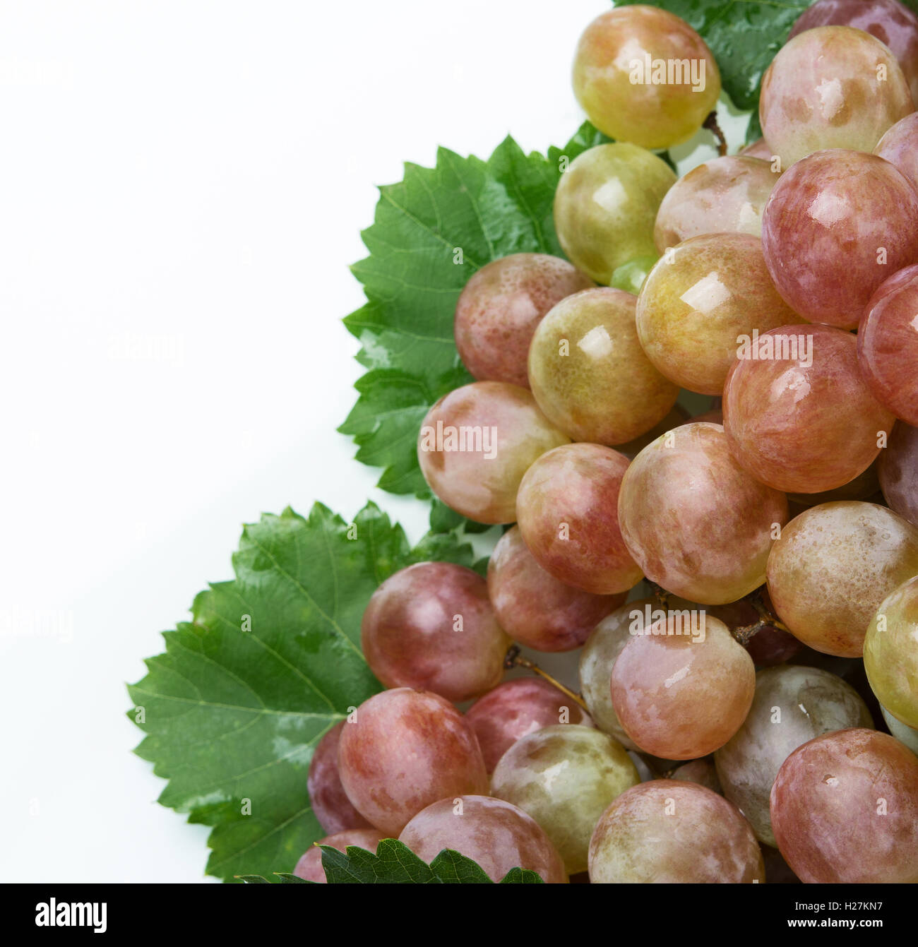 juicy large grapes Stock Photo - Alamy