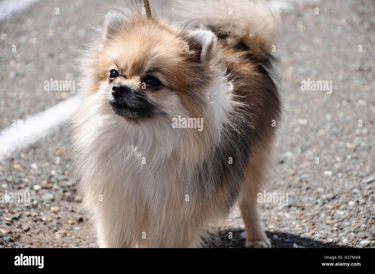 Dog breeds of Spitz on morning walk Stock Photo - Alamy