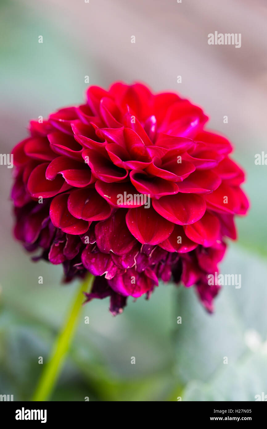 Dalius hi-res stock photography and images - Alamy