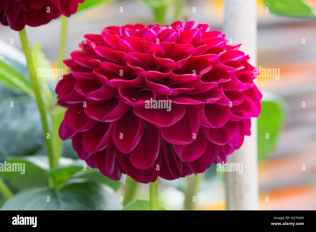 Spikey ball flower hi-res stock photography and images - Alamy