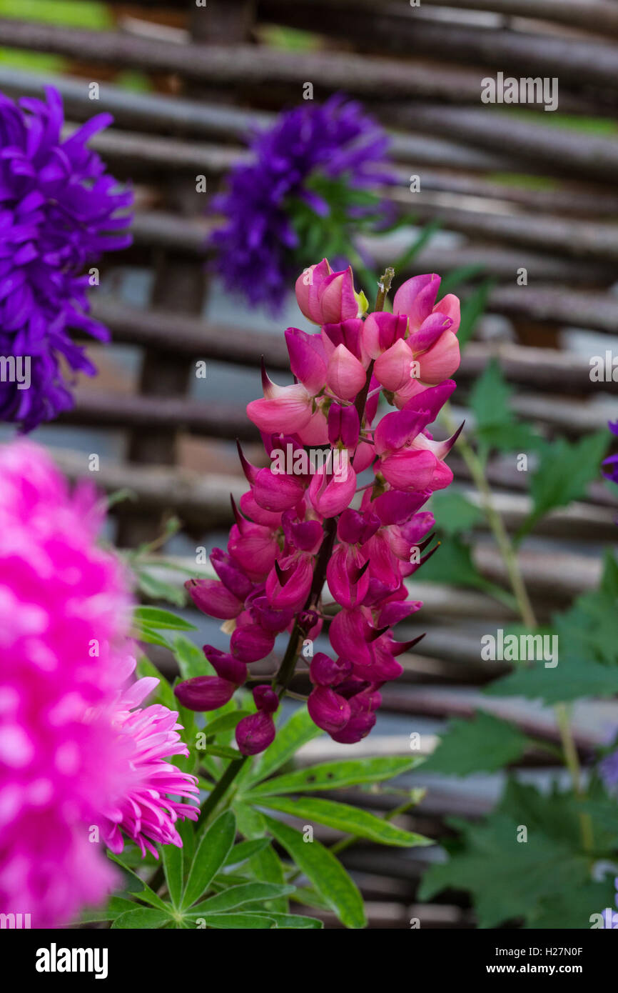Pink Lupin Flower Stock Photo - Alamy