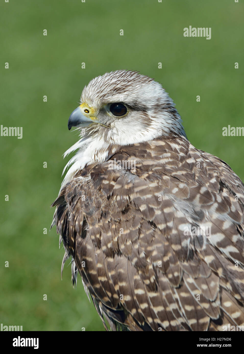 Falcon head hi-res stock photography and images - Alamy