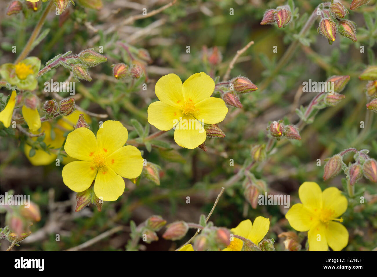 Thyme-leaved Rock-rose - Fumana thymifolia Flowers & Buds Stock Photo ...