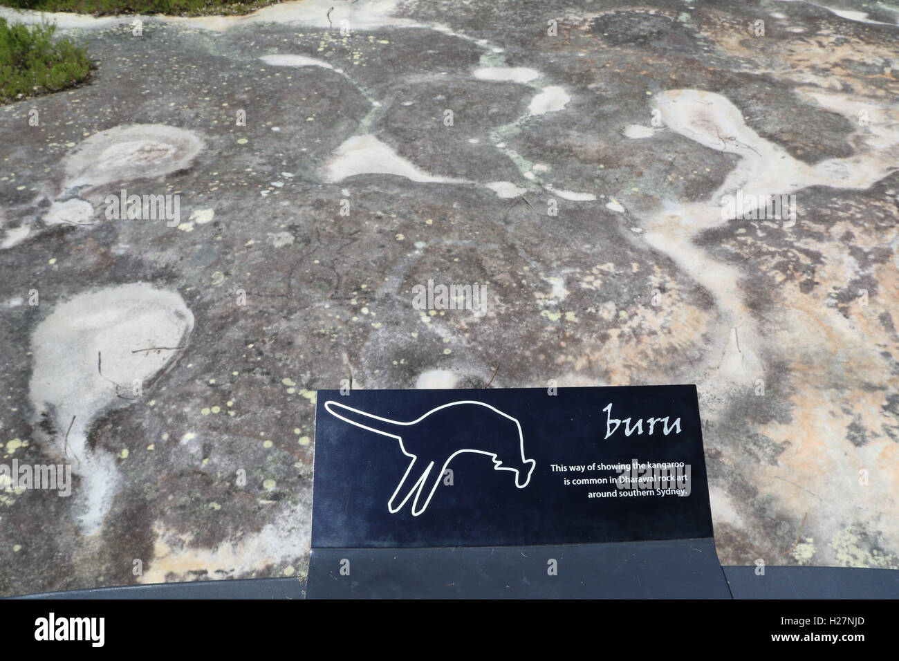Jibbon Aboriginal Rock Engravings, Royal National Park Stock Photo - Alamy