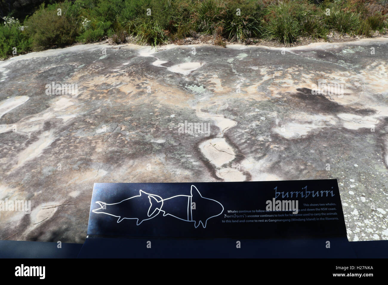 Jibbon Aboriginal Rock Engravings, Royal National Park Stock Photo - Alamy
