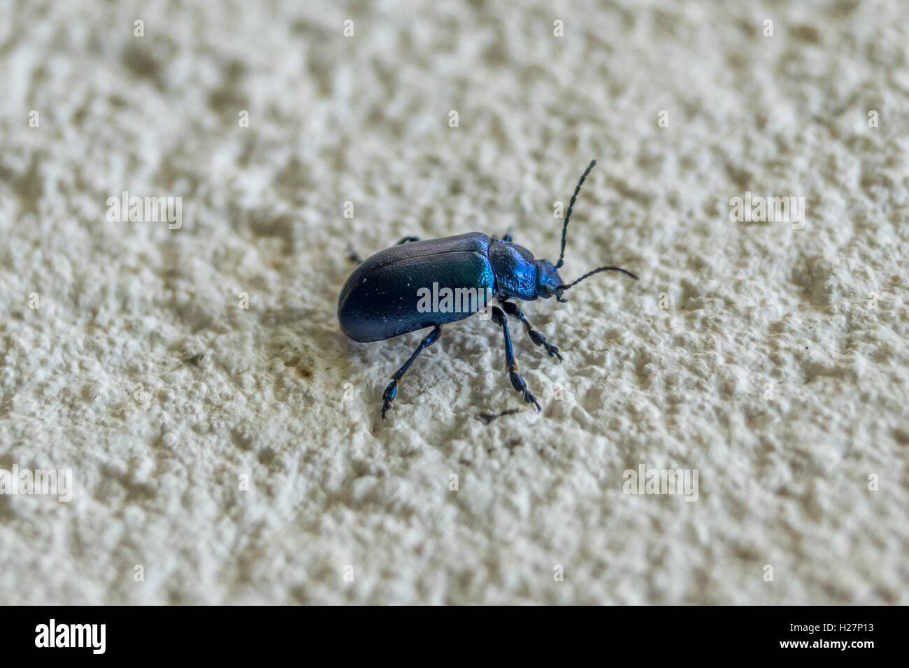 Blue metallic beetle hi-res stock photography and images - Alamy