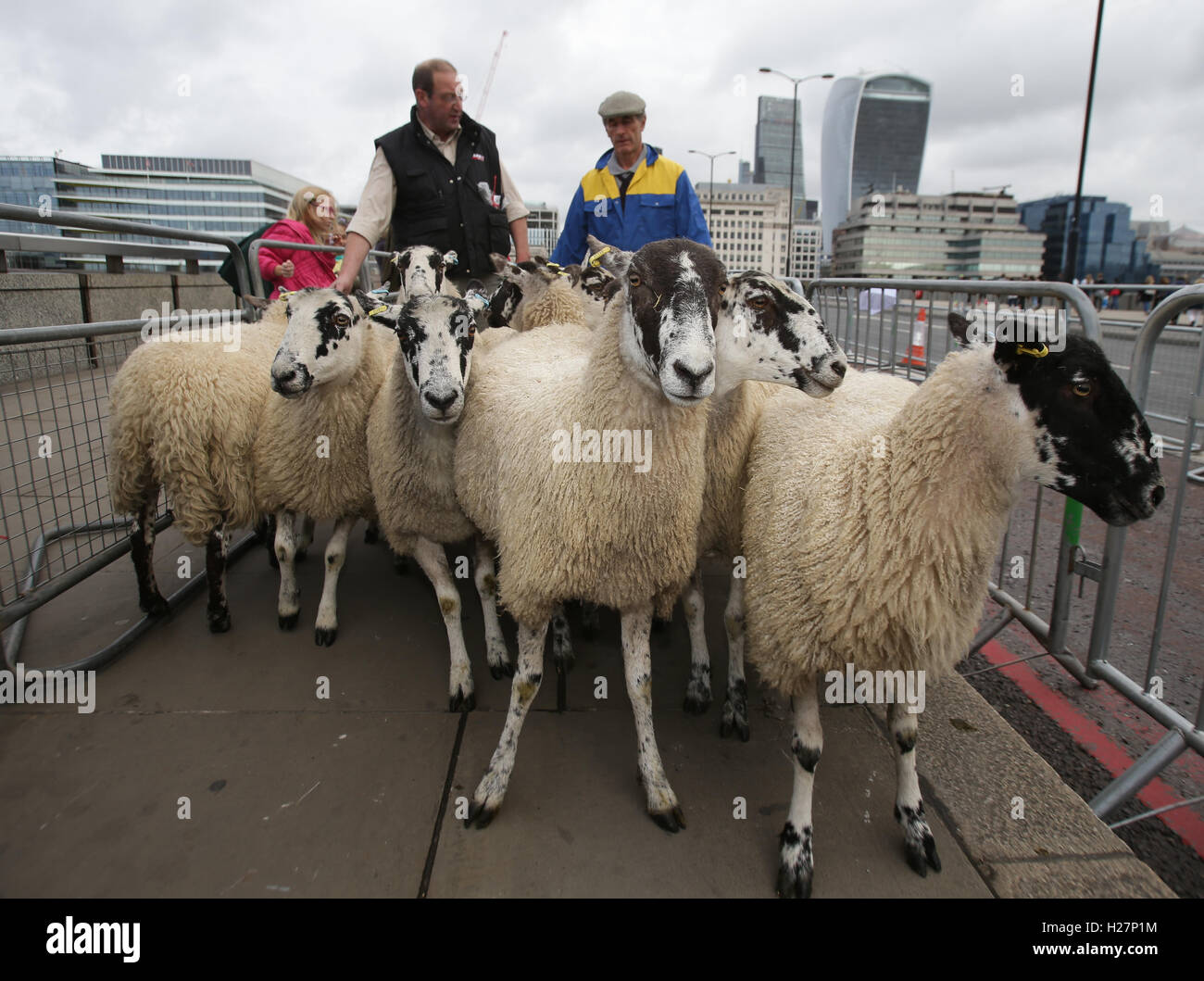 Sheep being driven over London Bridge after a photocall with British ...