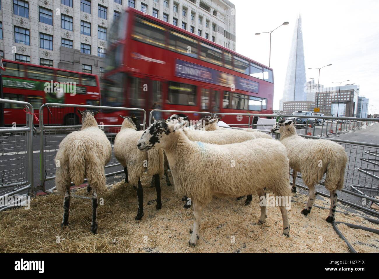 Sheep over london bridge hi-res stock photography and images - Alamy