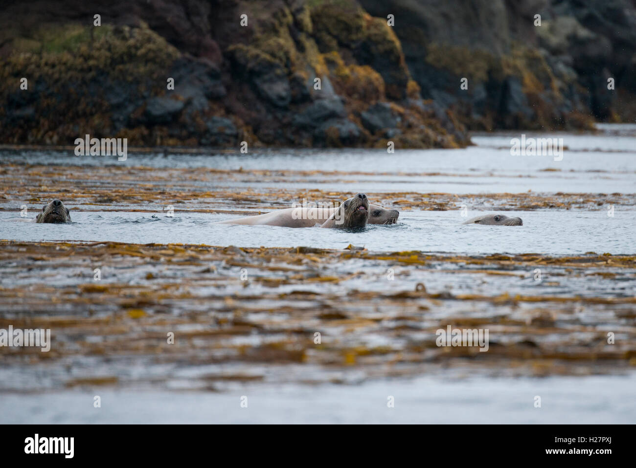 Alaska aleutian island chain andreanof hi-res stock photography and ...