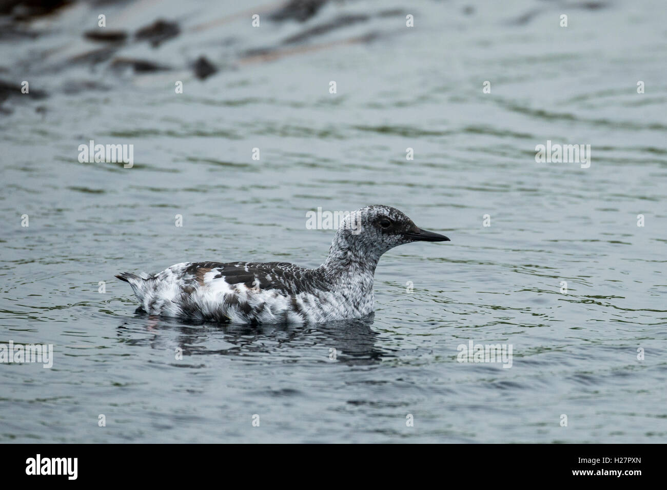 Alaska, Aleutian Island Chain, Andreanof Islands. Remote Seguam Island ...