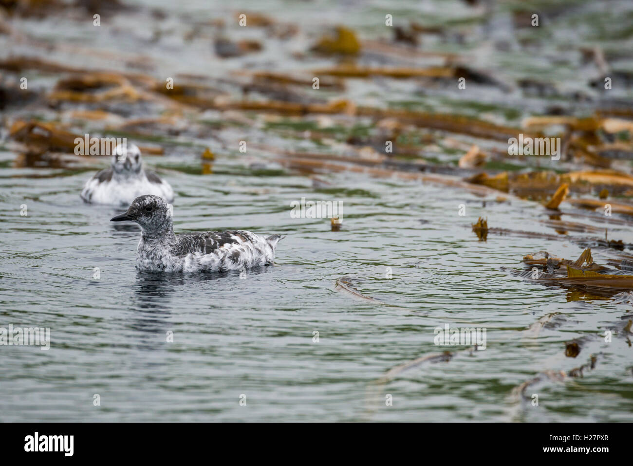 Alaska, Aleutian Island Chain, Andreanof Islands. Remote Seguam Island ...