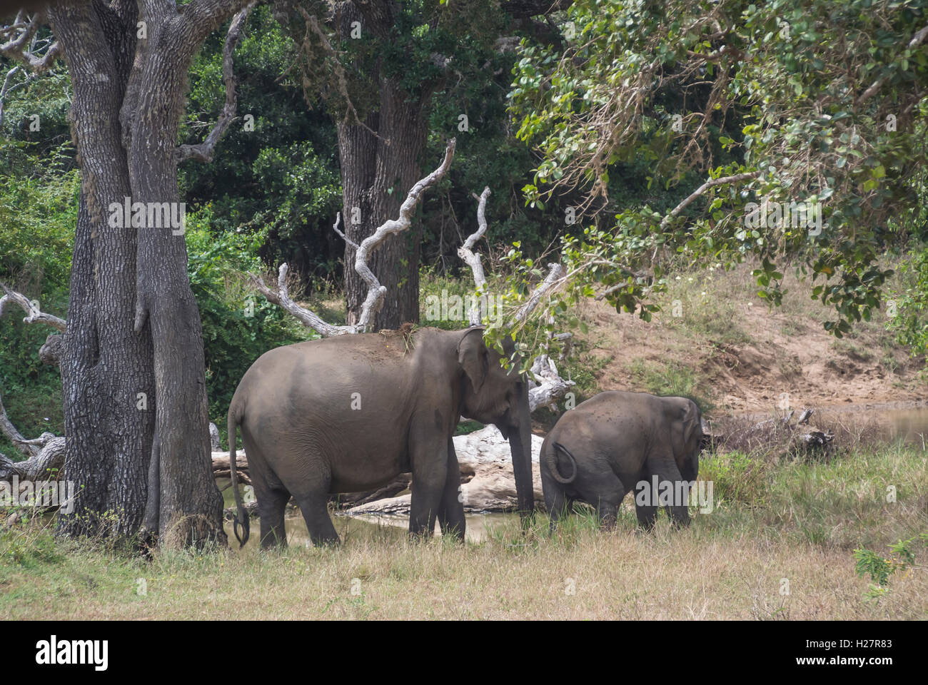 Elephants at Yala National Park Stock Photo - Alamy