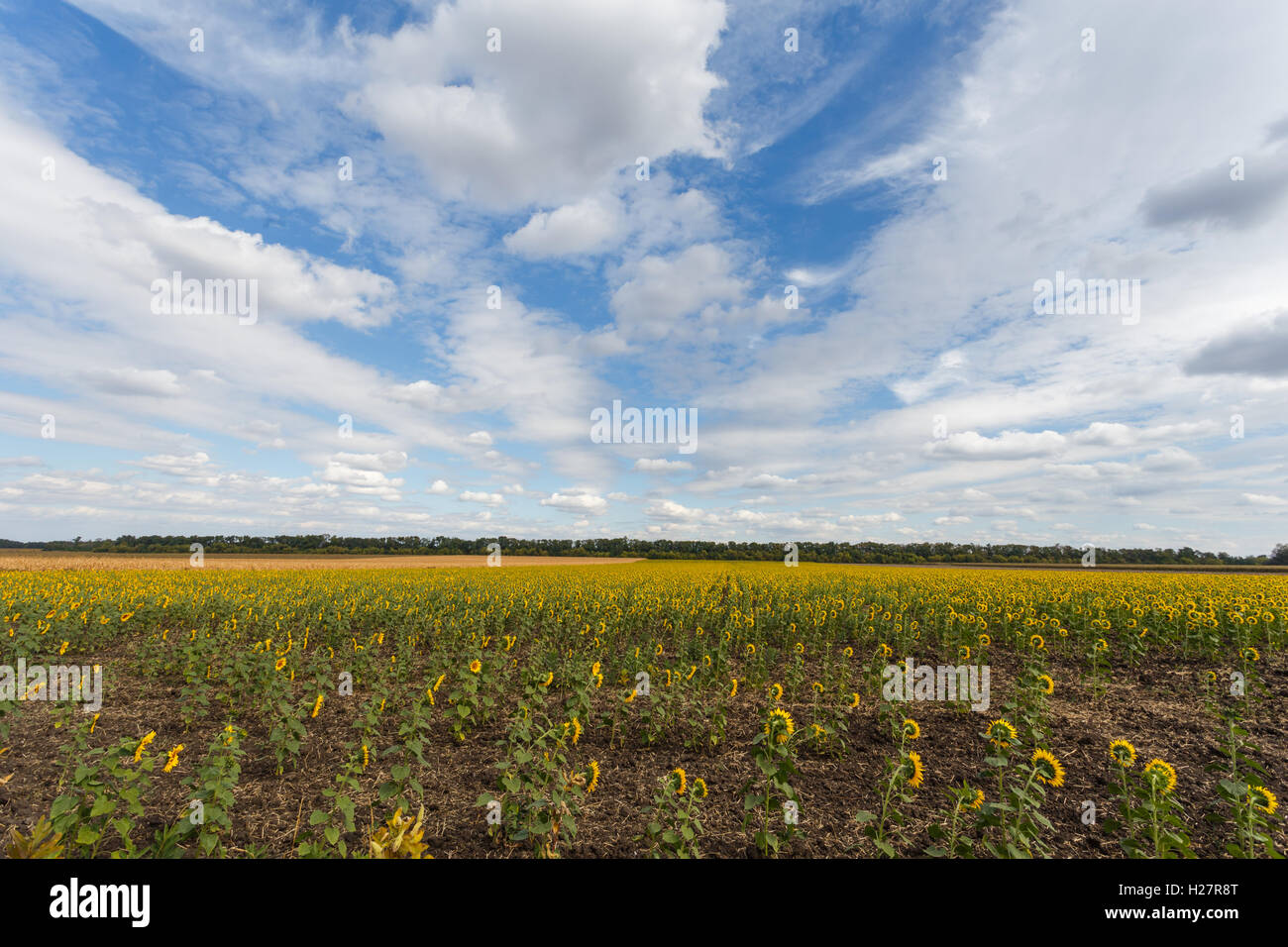 Sunflower field under blue sky, middle of day Stock Photo - Alamy
