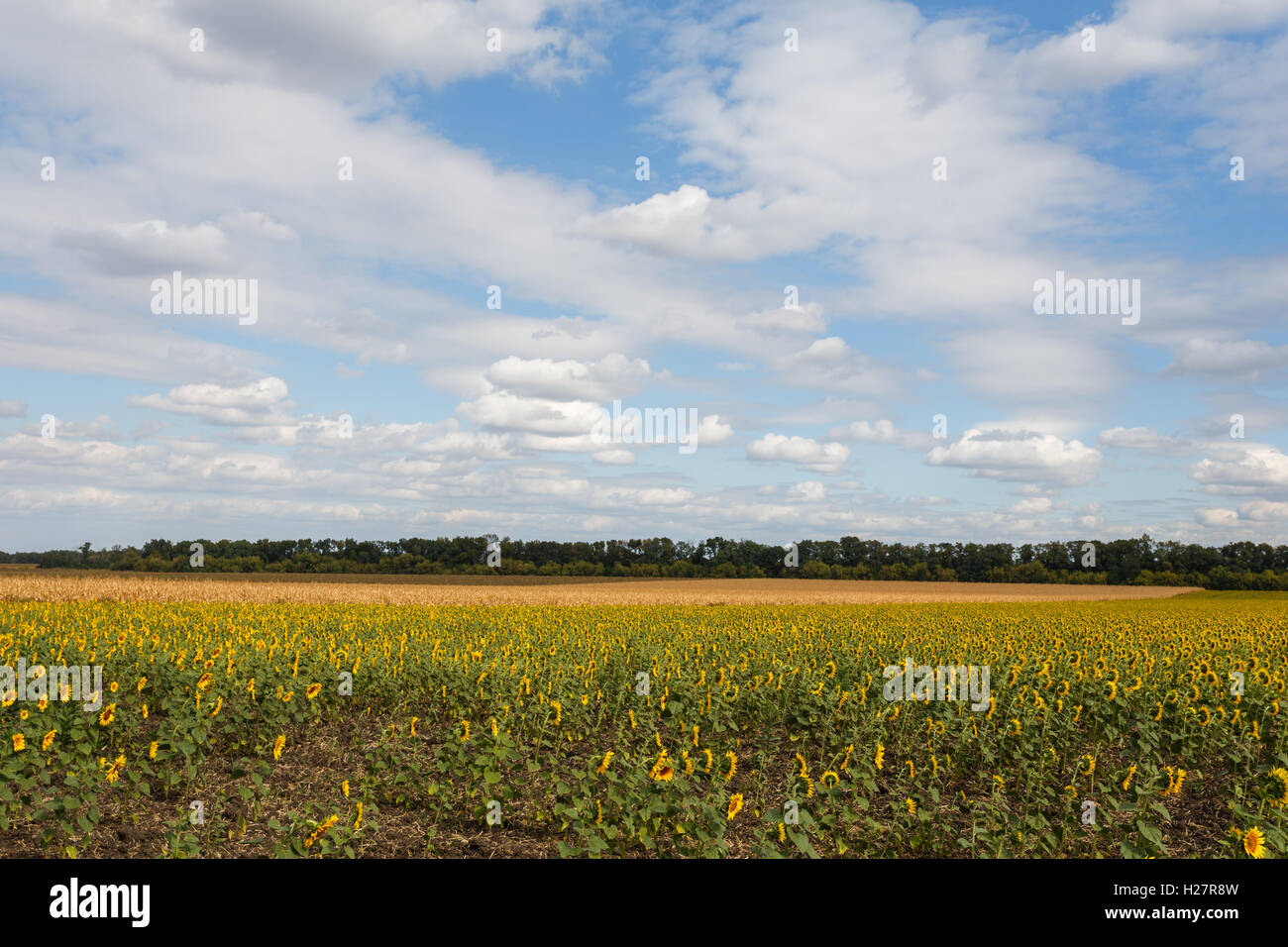 Sunflower field under blue sky, middle of day Stock Photo - Alamy