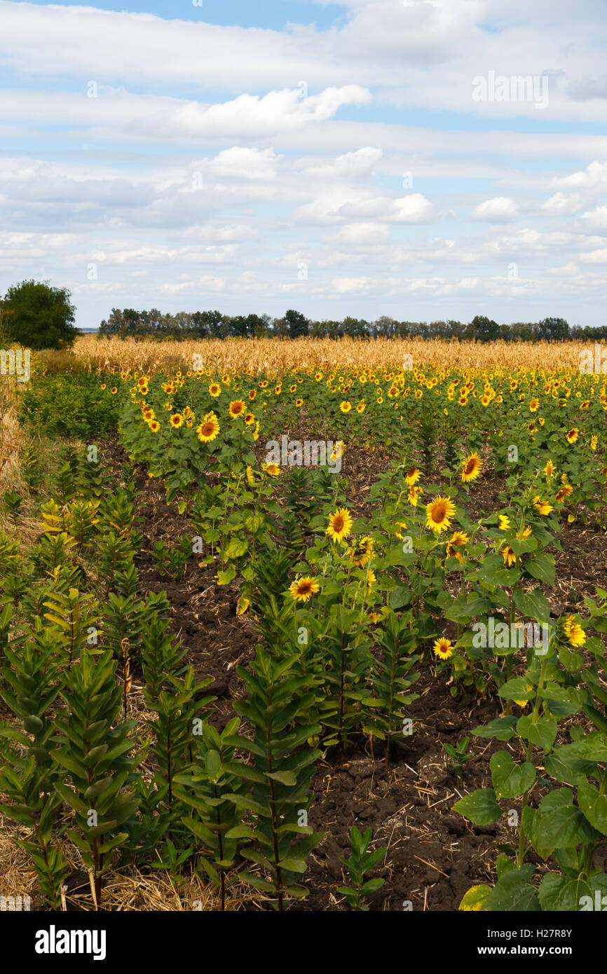 Sunflower field under blue sky, middle of day Stock Photo - Alamy