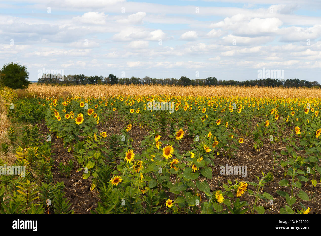 Sunflower field under blue sky, middle of day Stock Photo - Alamy