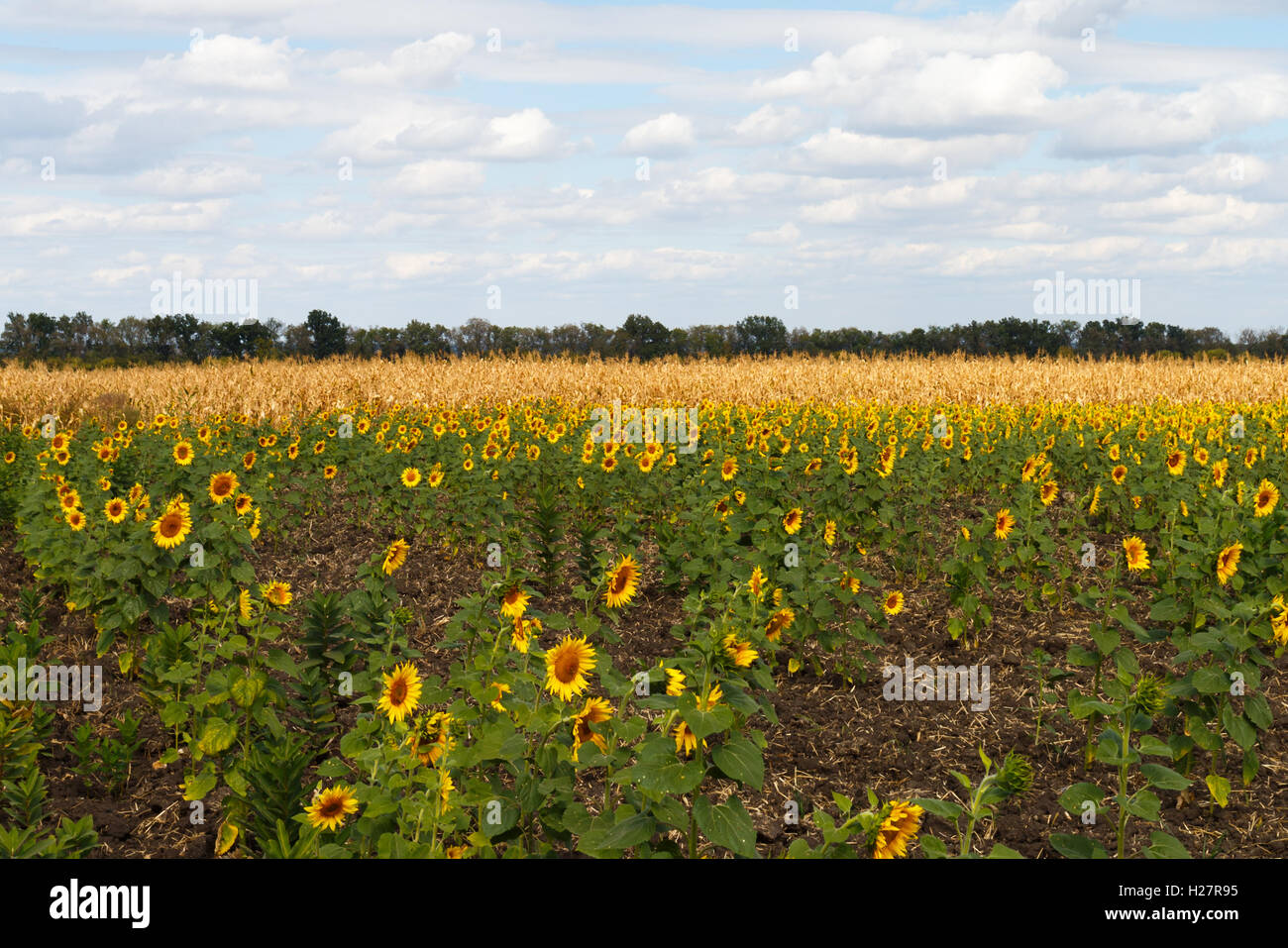 Sunflower field under blue sky, middle of day Stock Photo - Alamy