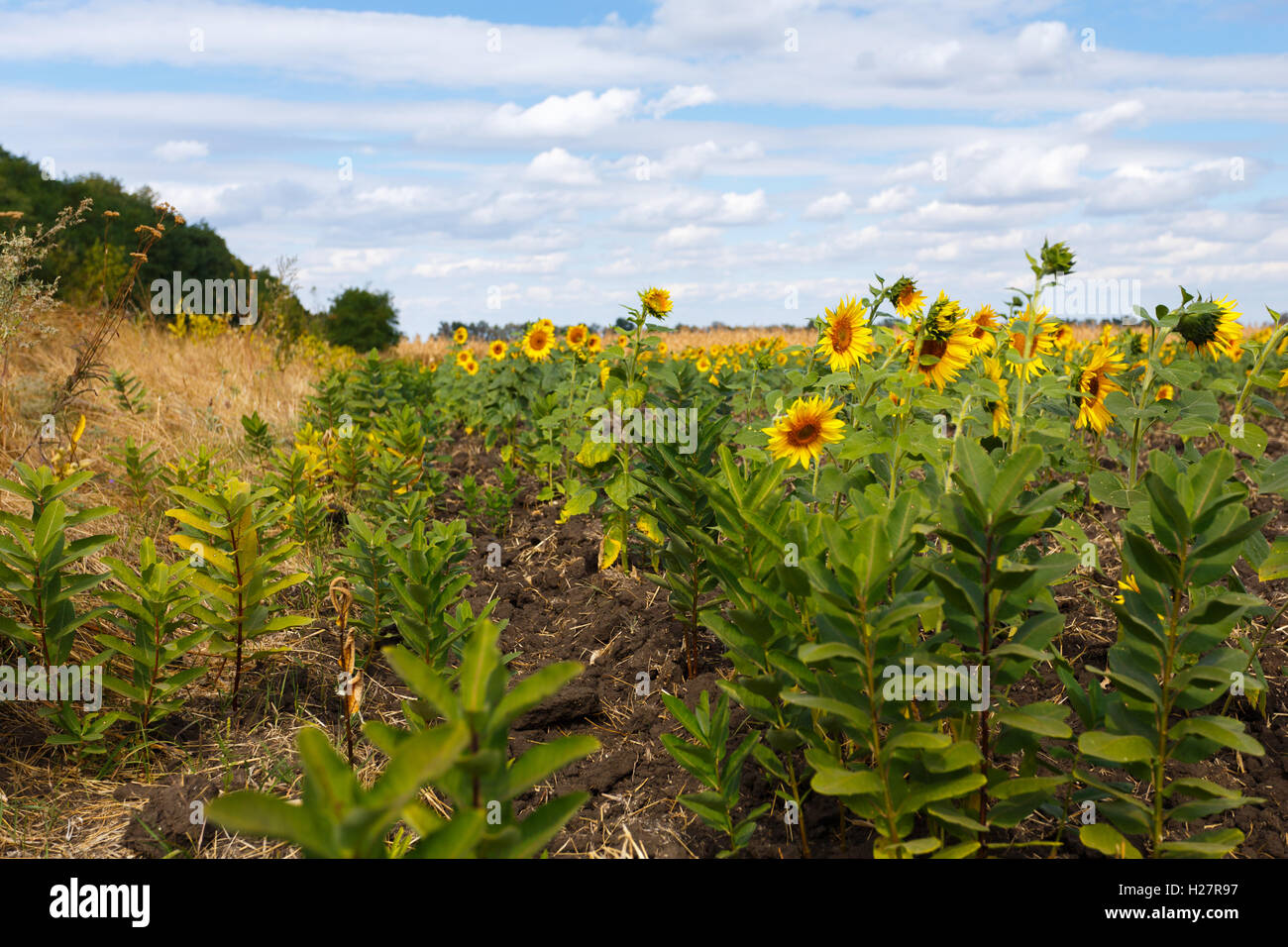 Sunflower field under blue sky, middle of day Stock Photo - Alamy