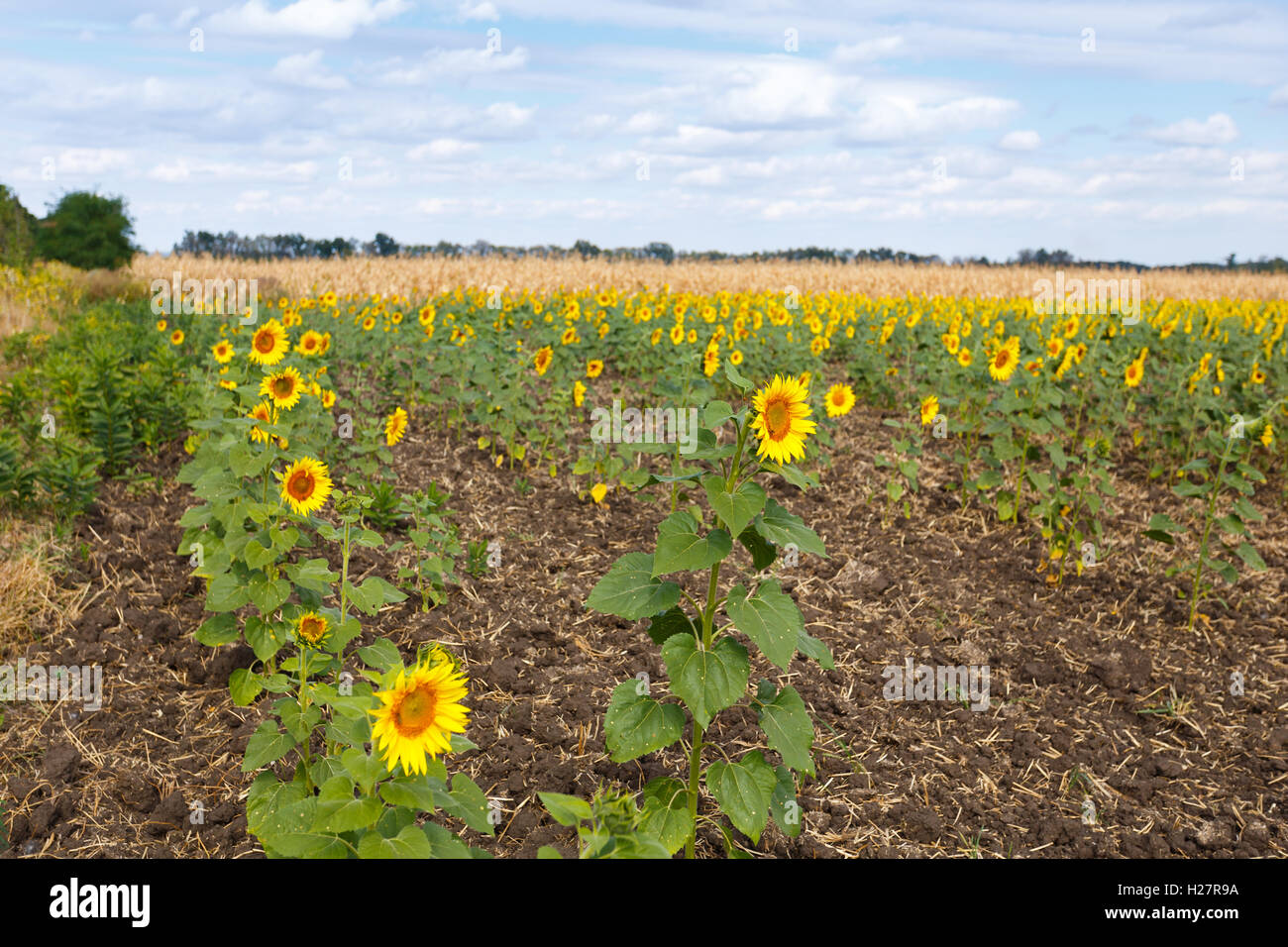 Sunflower field under blue sky, middle of day Stock Photo - Alamy
