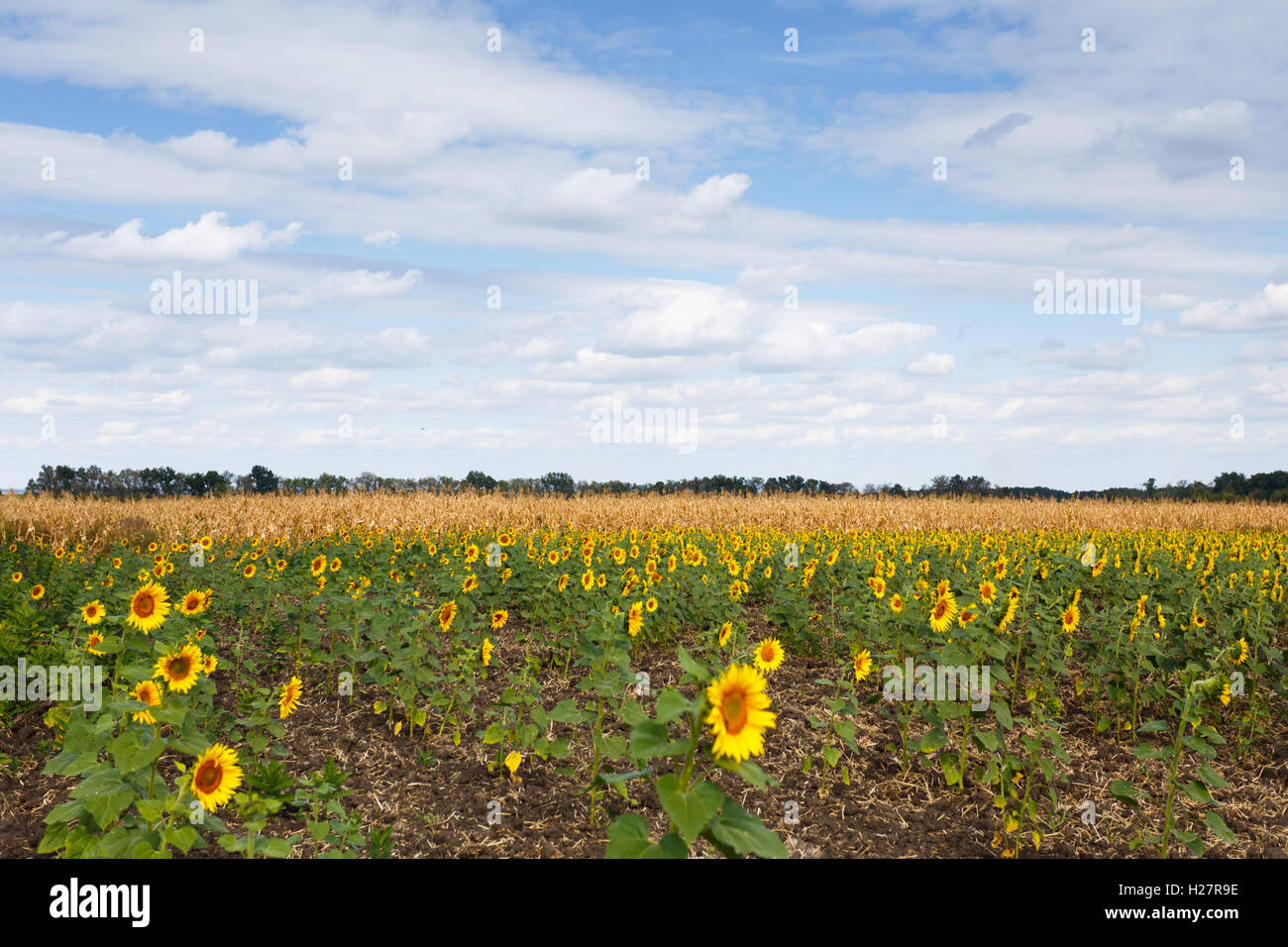 Sunflower field under blue sky, middle of day Stock Photo - Alamy