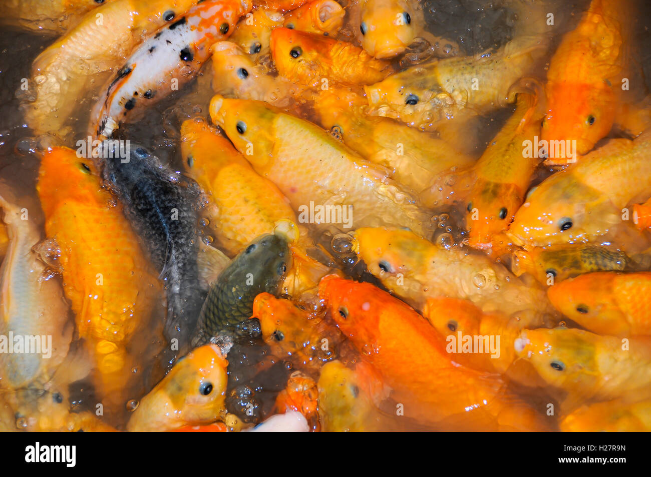 Beauty frenzy hi-res stock photography and images - Alamy