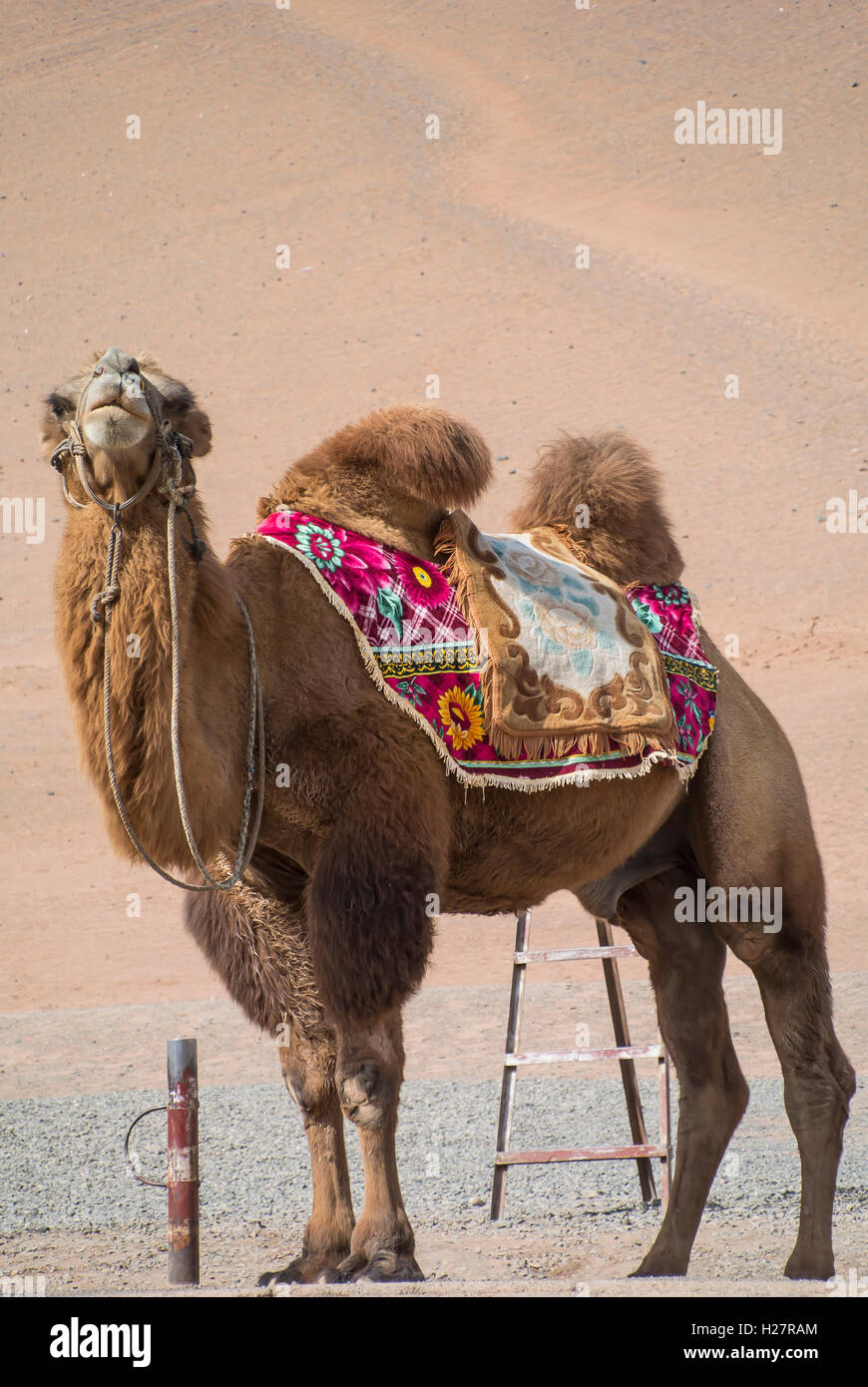 Camelini hi-res stock photography and images - Alamy