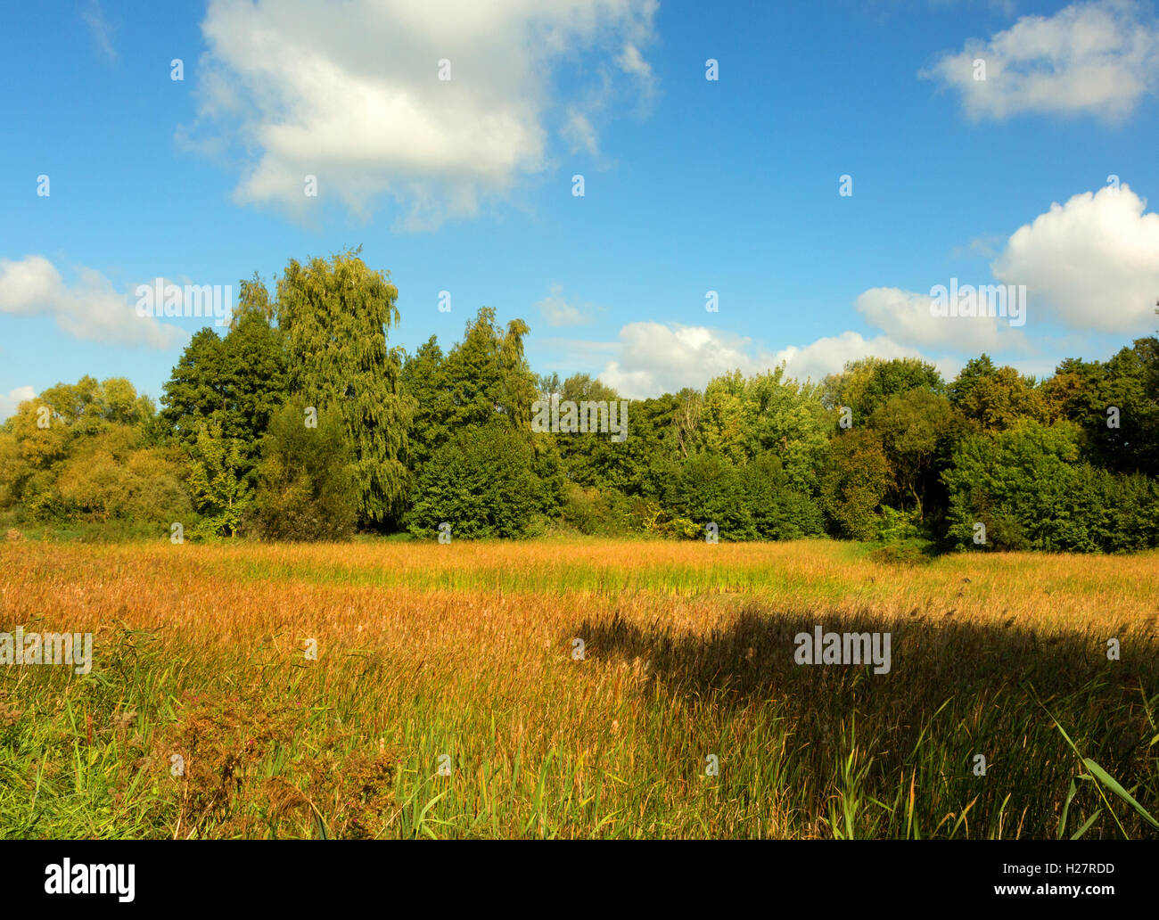 Beautiful illustration with autumn landscape hi-res stock photography ...