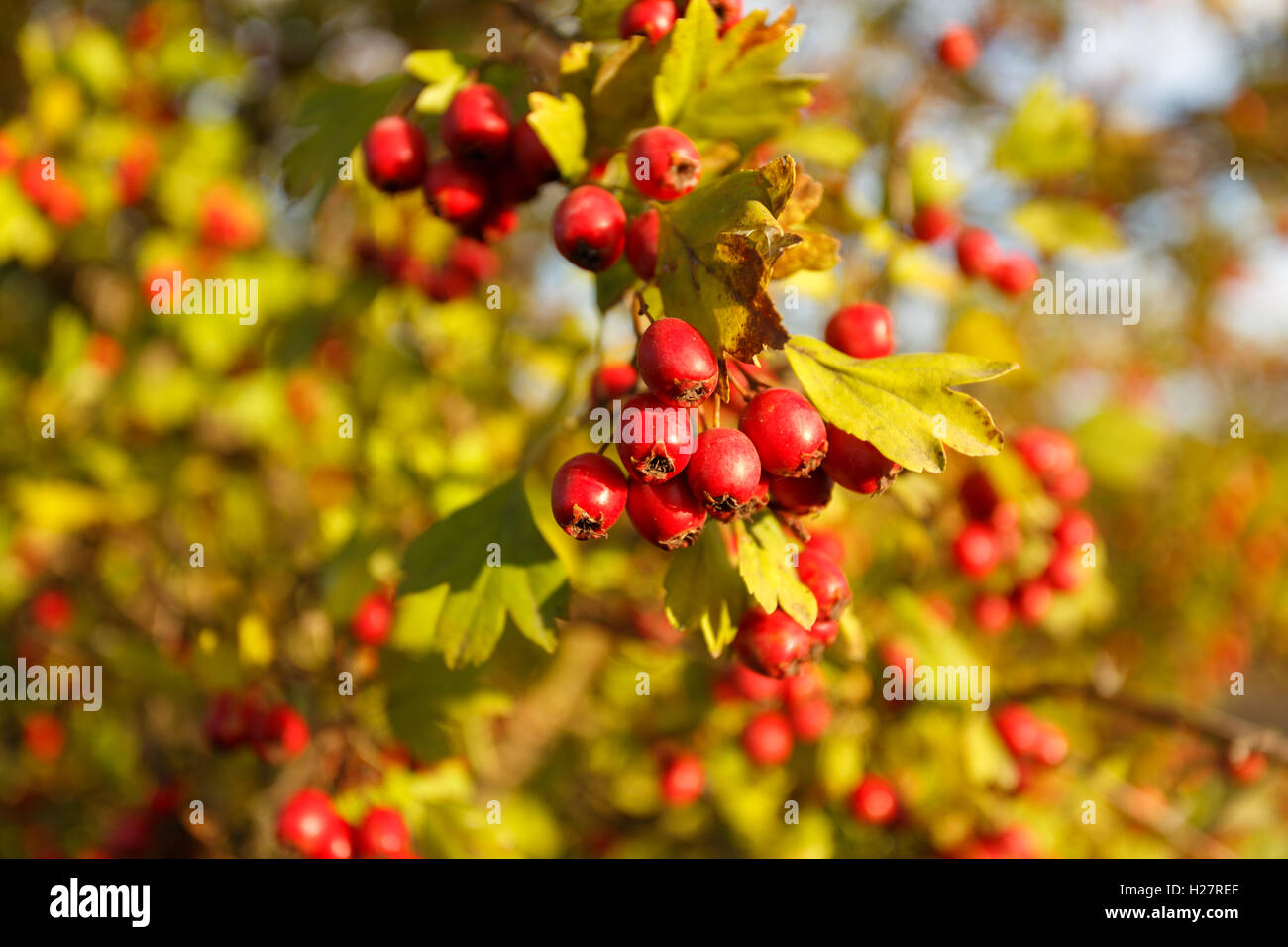 Rowan tree berry hi-res stock photography and images - Alamy