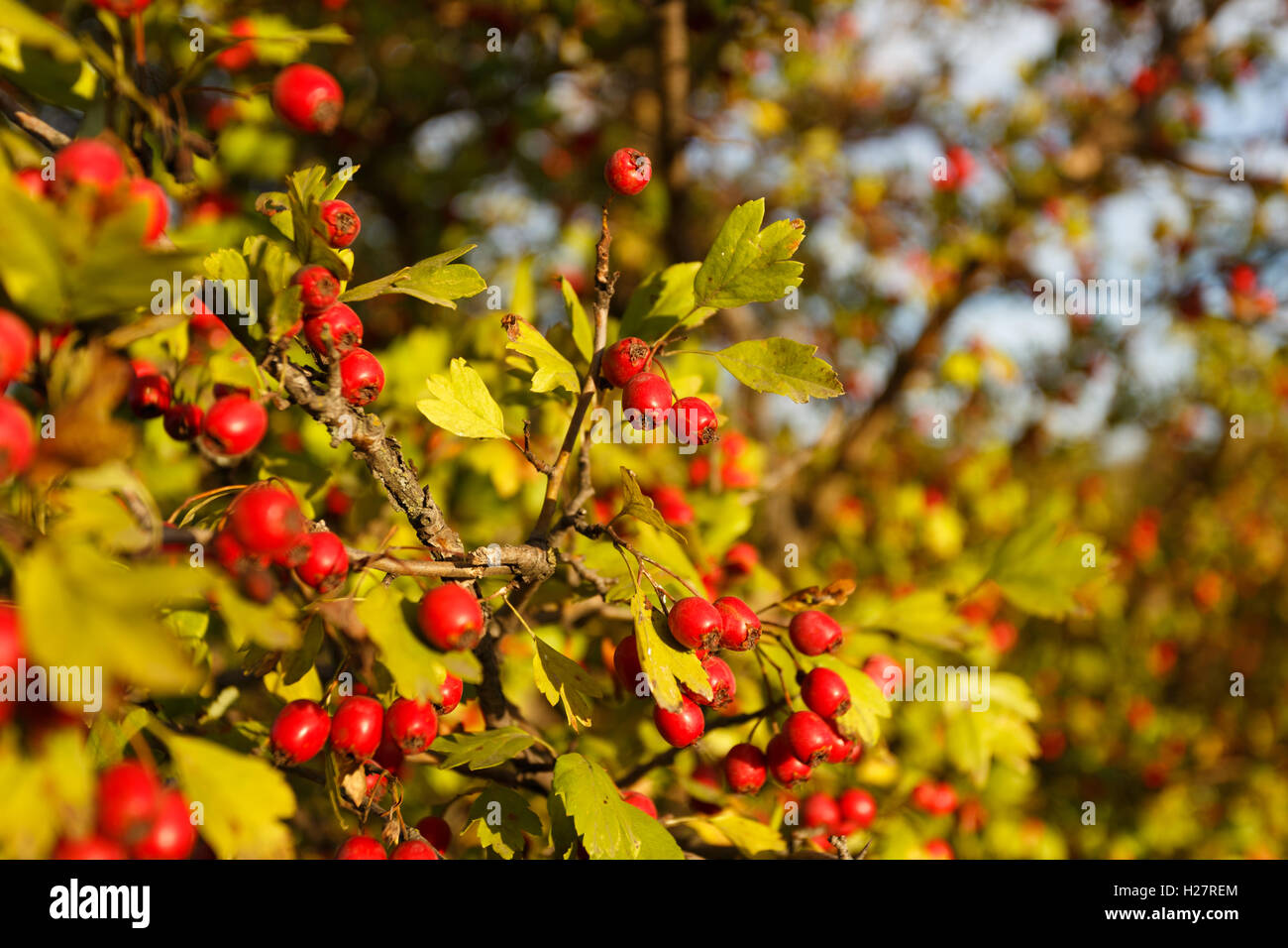 Rowan tree at autumn forest at sunset Stock Photo - Alamy