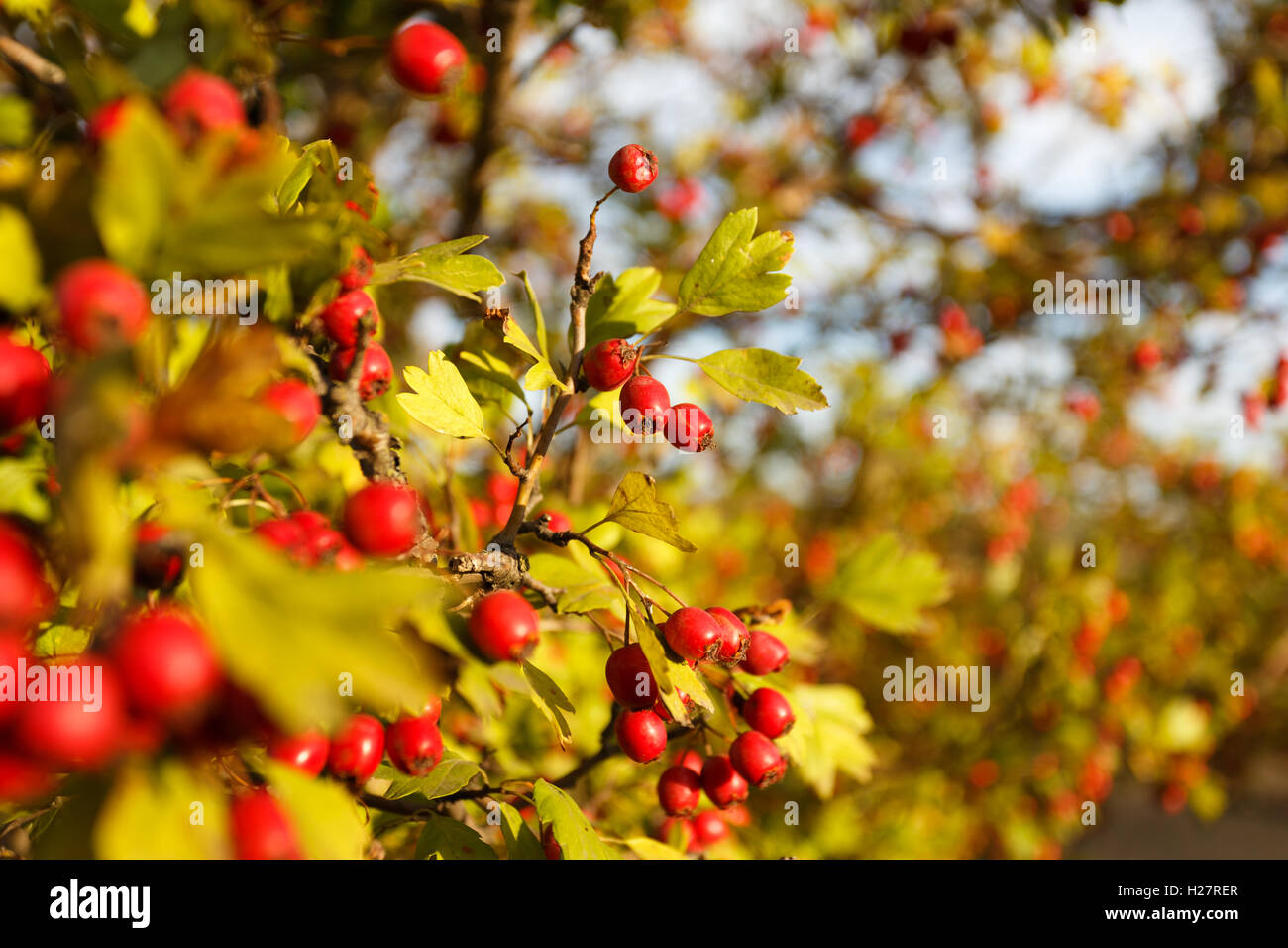 Rowan tree berry hi-res stock photography and images - Alamy