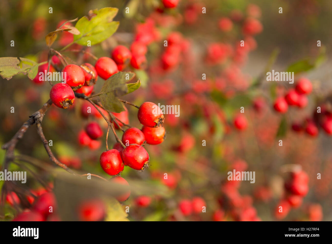 Rowan tree berry hi-res stock photography and images - Alamy