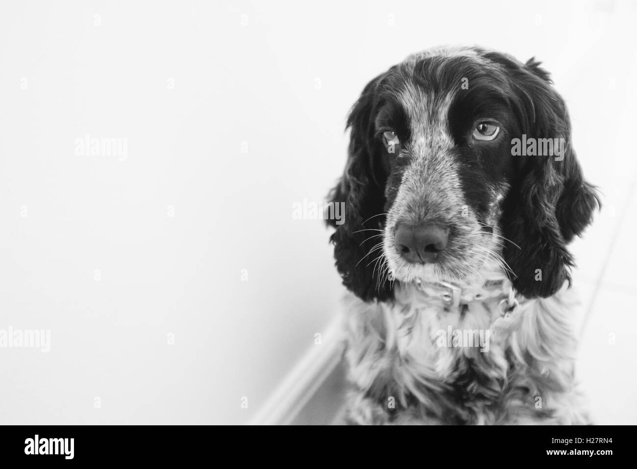 Black cocker Black and White Stock Photos & Images - Alamy