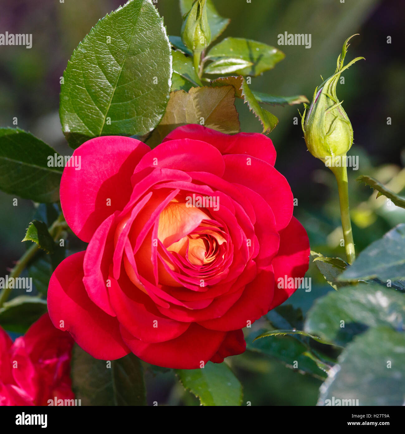 Blossoming red and yellow flower of a rose Stock Photo - Alamy