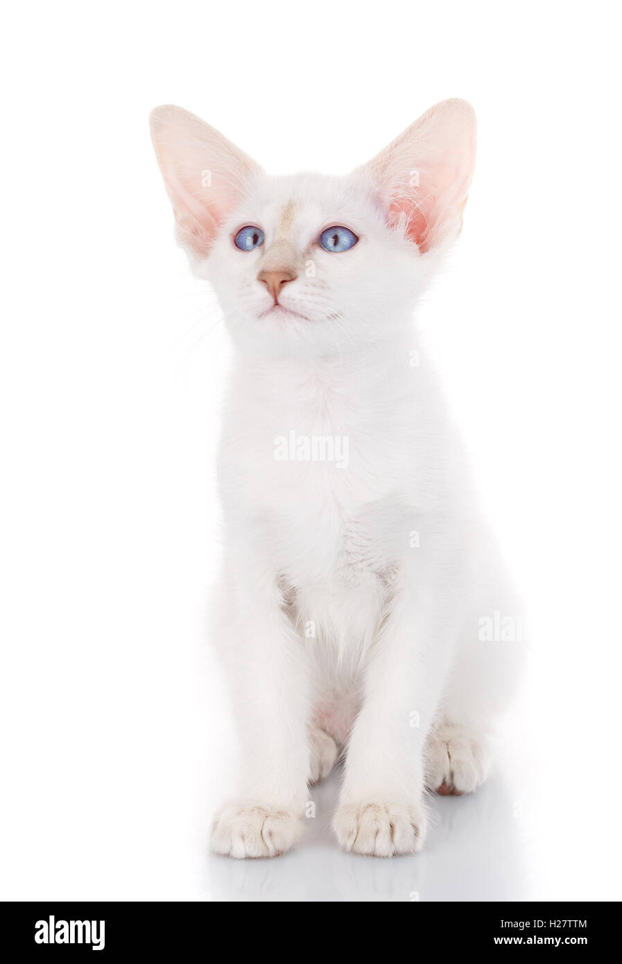 Siamese Balinese cat sits on a white background Stock Photo - Alamy