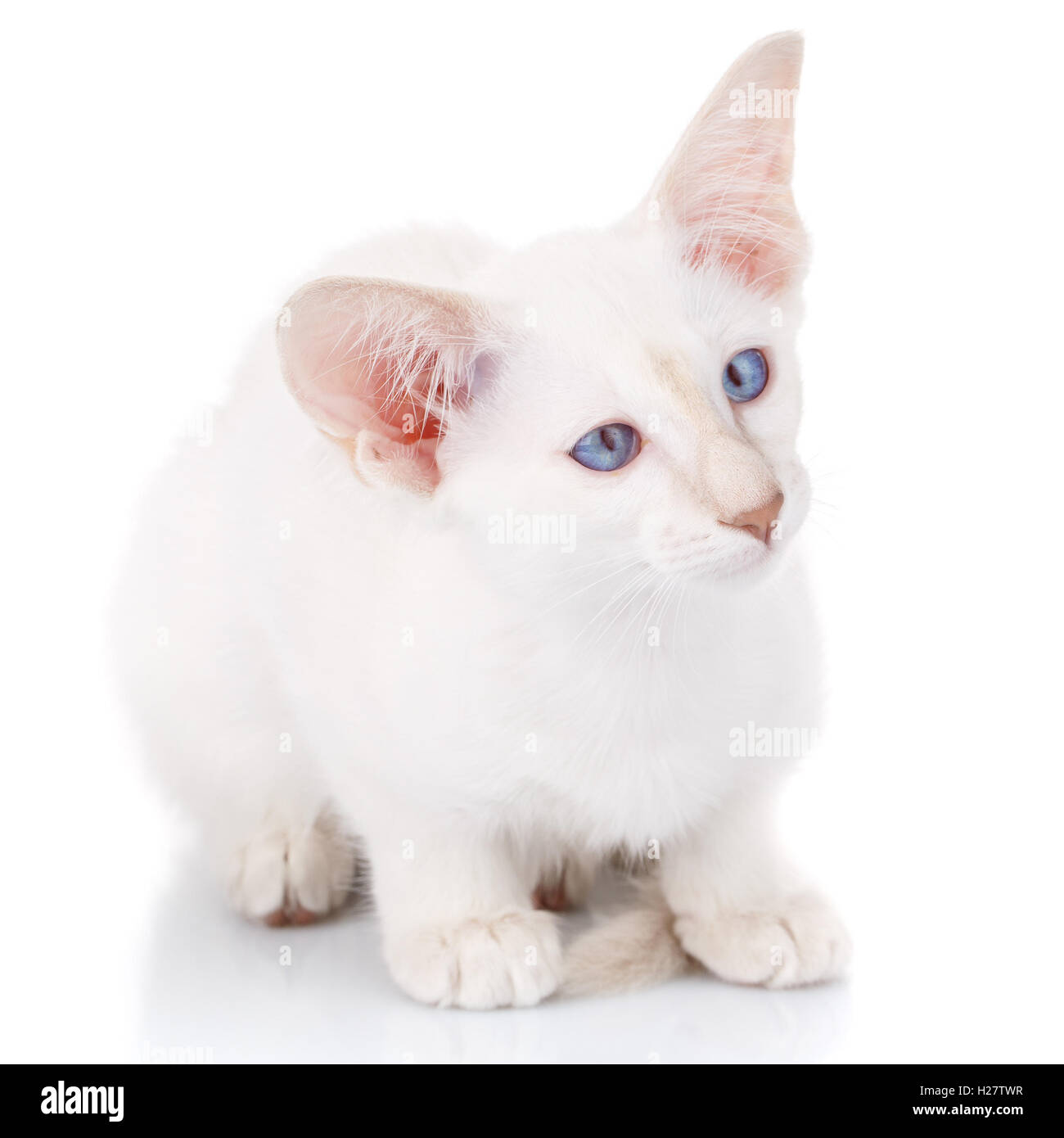 white cat with big ears and blue eyes sitting, isolated Stock Photo - Alamy