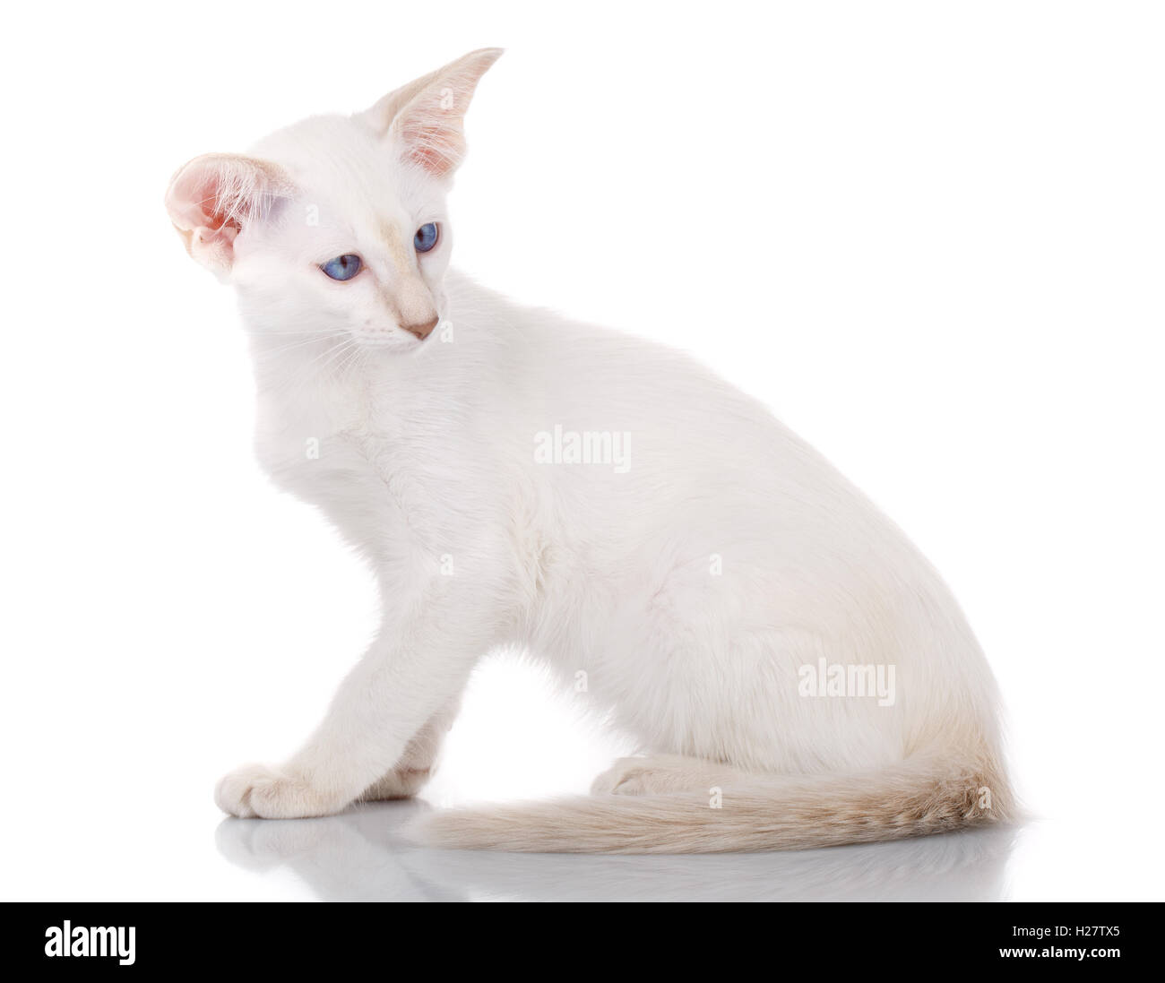 Siamese cat siting on white background, side view Stock Photo - Alamy