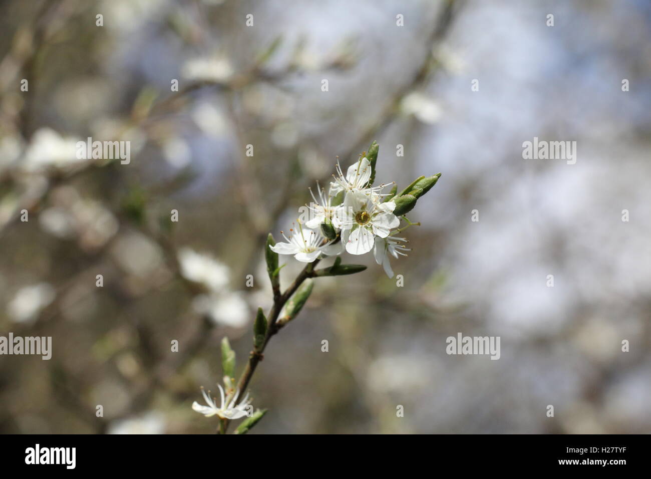 Cheerful spring colours hi-res stock photography and images - Alamy