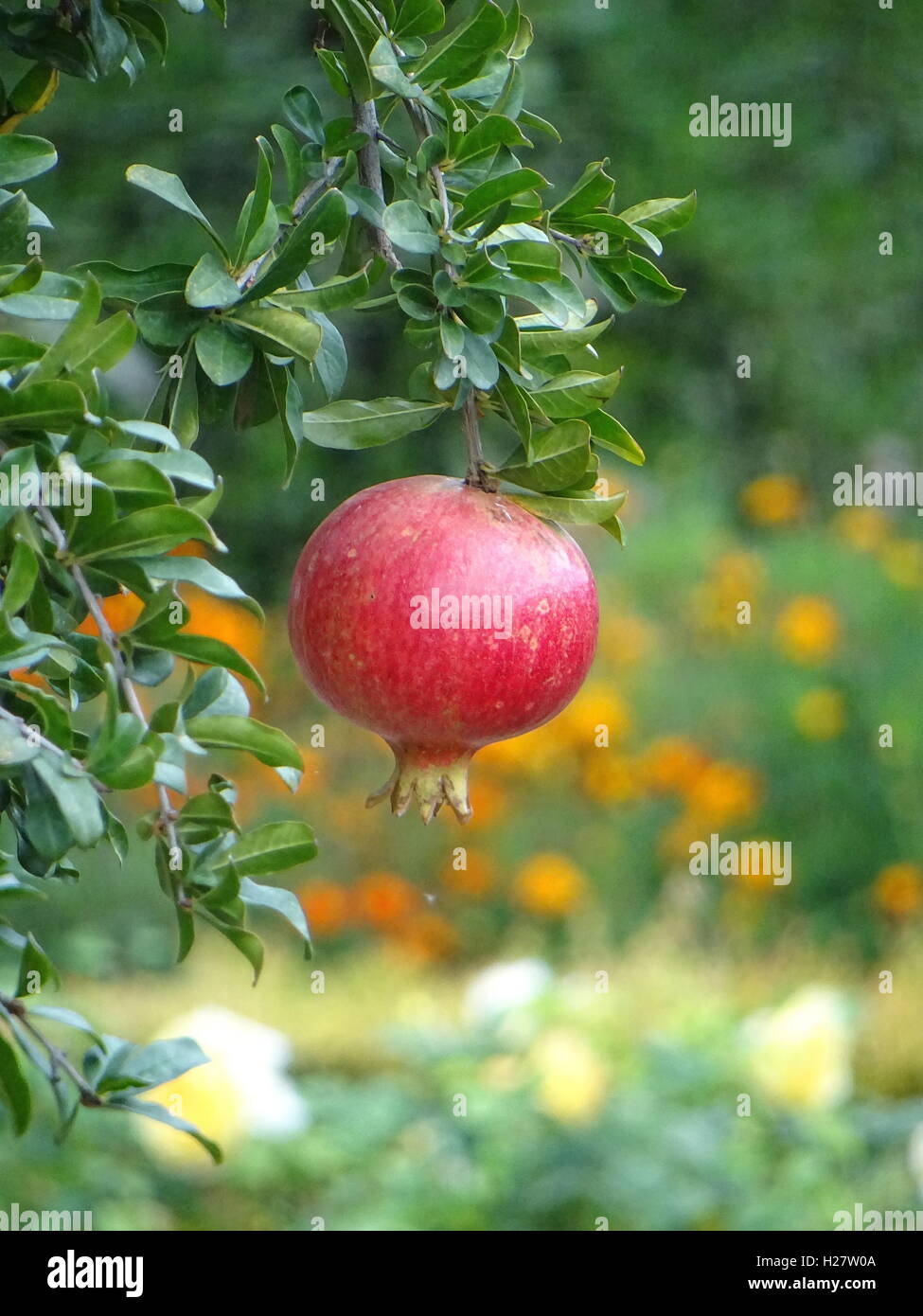 Pomegranate fruit hanging on tree hi-res stock photography and images ...