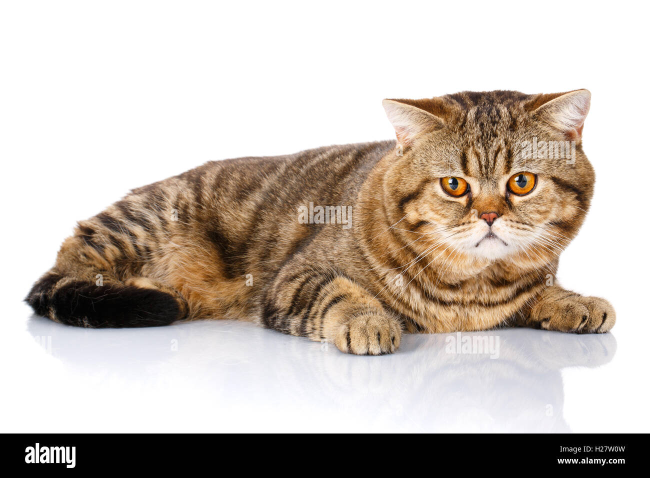 Scottish straight kitten purebred hi-res stock photography and images ...