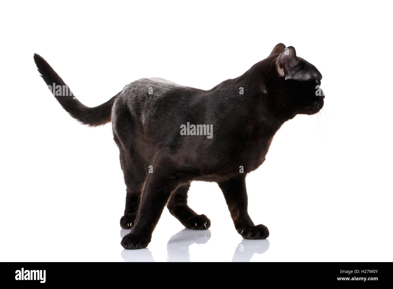 Sitting black cat on Cut Out Stock Images & Pictures - Alamy