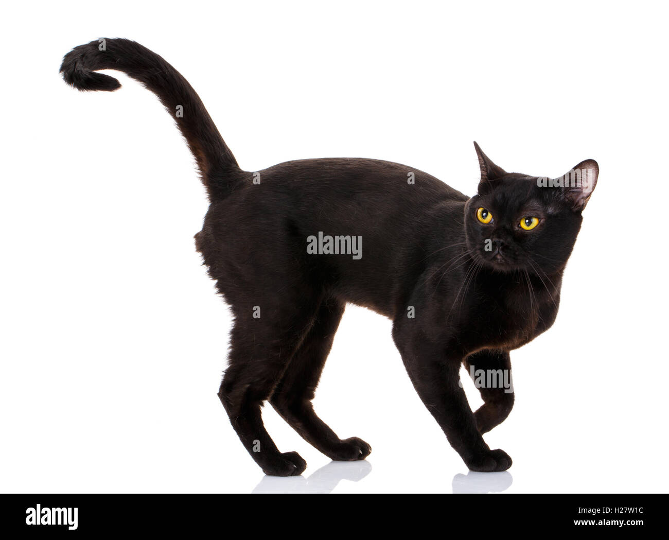 Bombay Cat