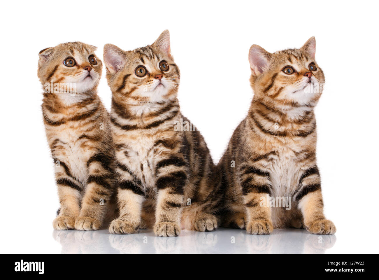 Scottish kittens sitting on white background Stock Photo - Alamy