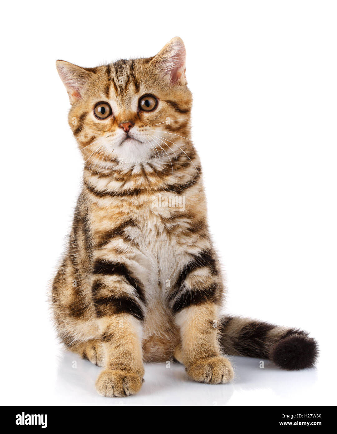 Portrait cat, scottish Straight Stock Photo - Alamy