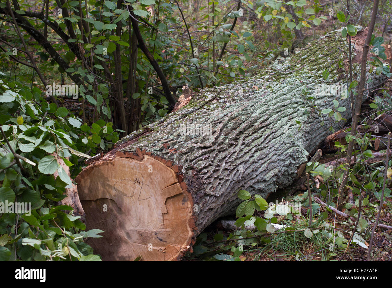 Total deforestation, cut forest, felling, roundwood, trunks Oxygen ...