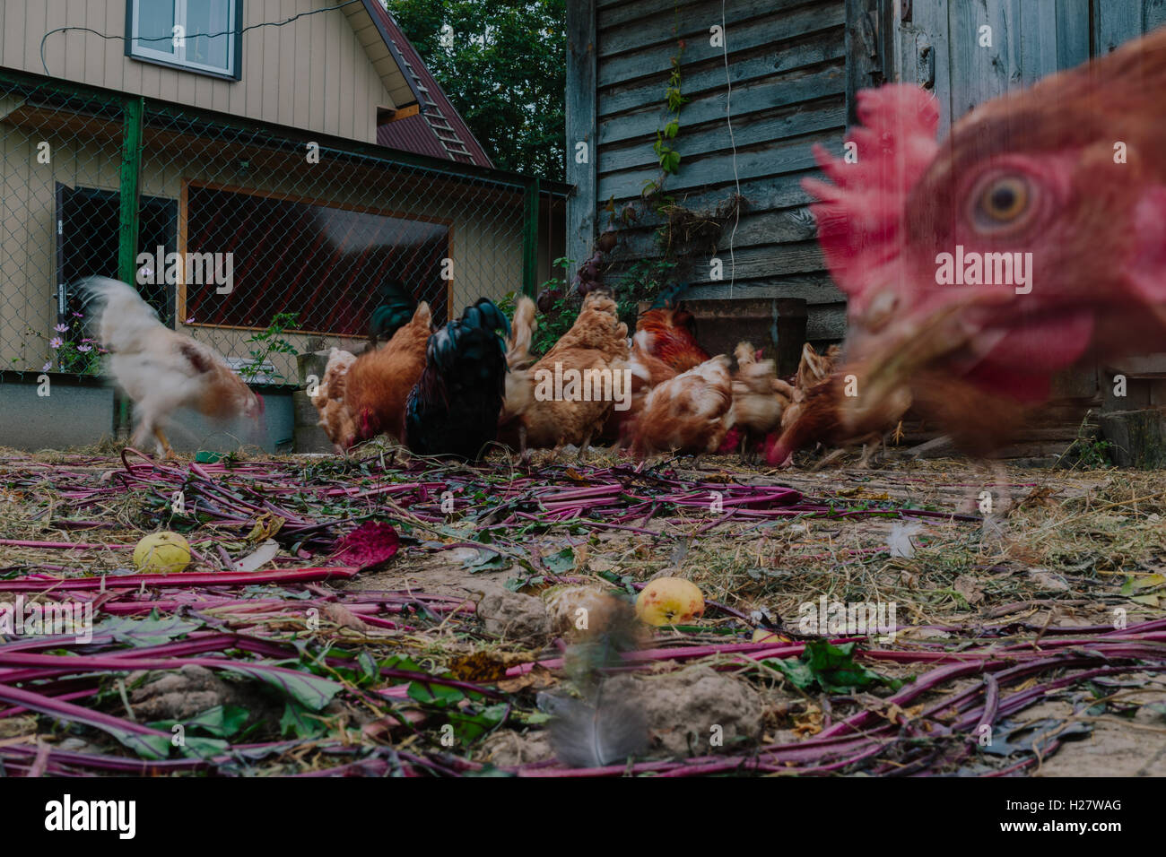 Life in the henhouse Stock Photo - Alamy
