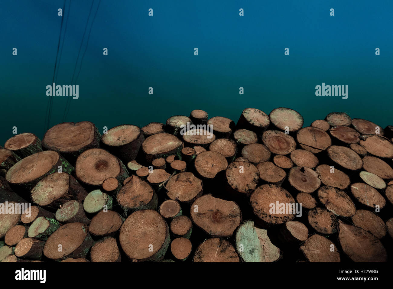tree stumps background Stock Photo - Alamy
